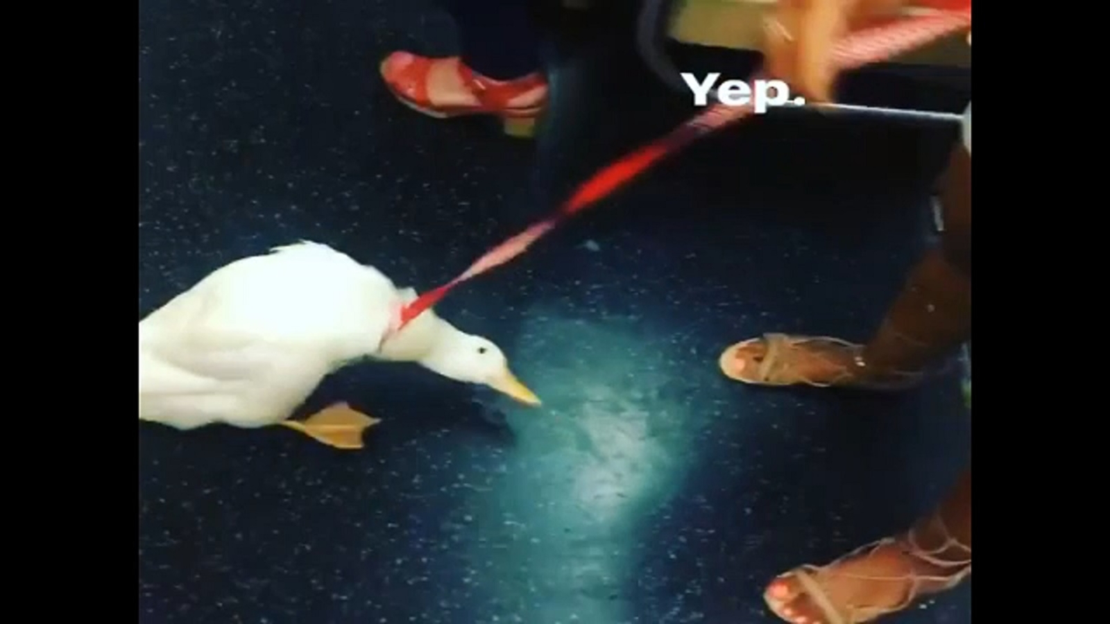 Duck on leash seen waddling around subway car in New York - ABC7 Chicago