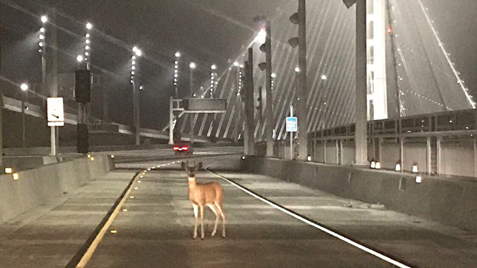 Deer spotted on Bay Bridge early this morning - ABC7 San Francisco