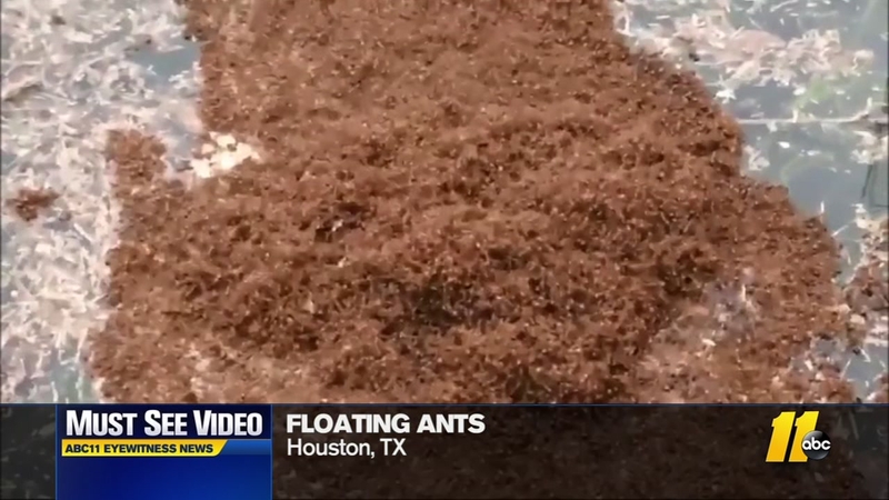 Watch: Thousands of fire ants float in flood waters in Houston - ABC11 ...