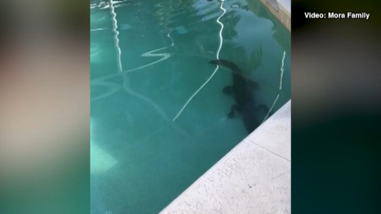 Massive gator takes a dip in Florida family's swimming pool - ABC7 San ...