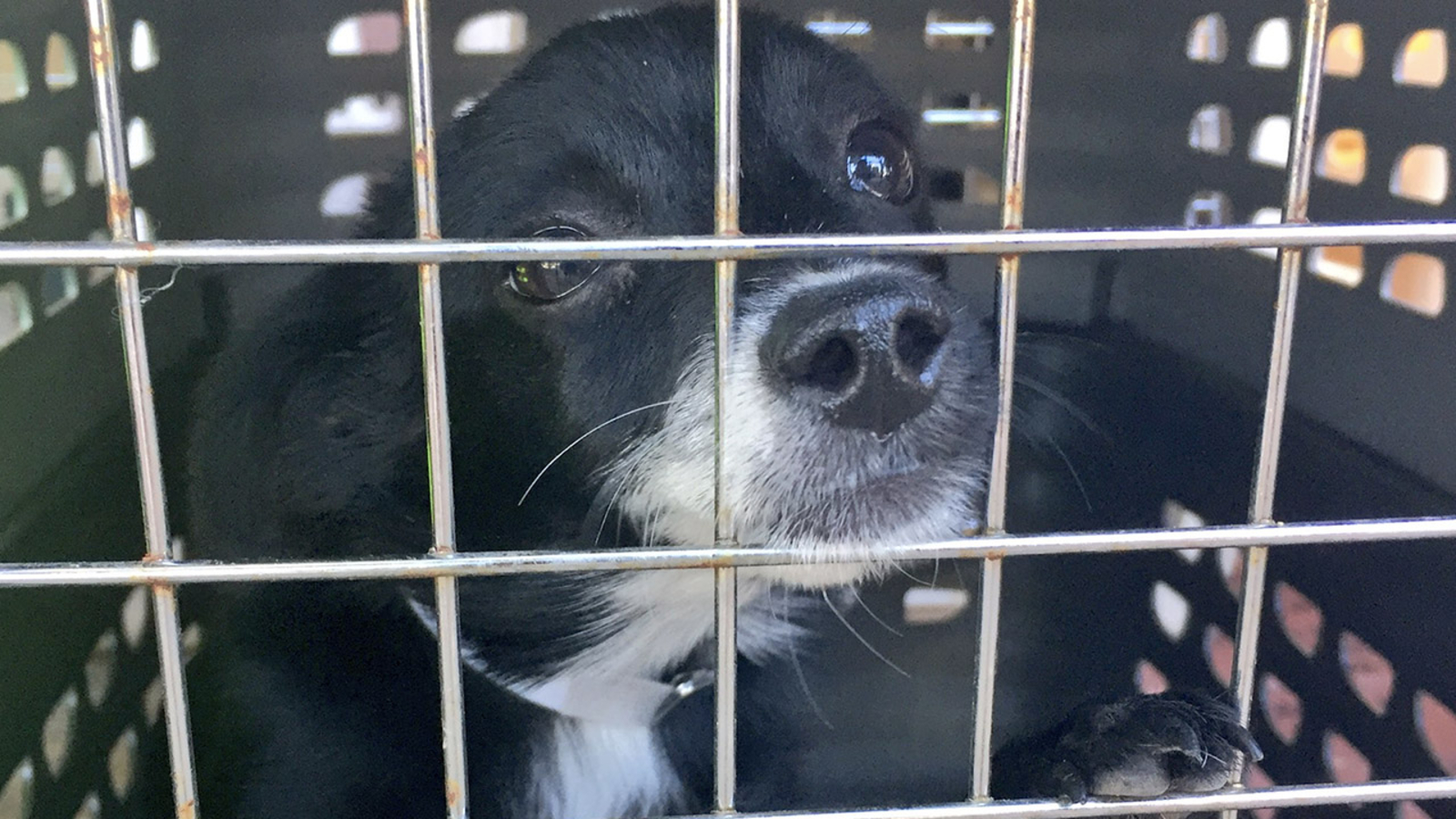 Over 100 Houston SPCA adoptable dogs headed to Atlanta to make room for ...