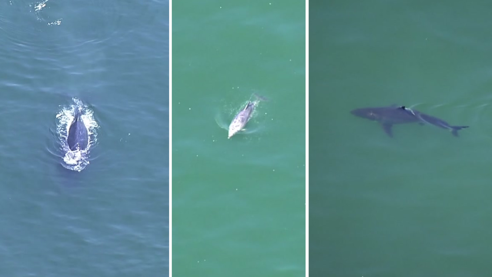 VIDEO: Whales, sharks, dolphin spotted near Pacifica - ABC7 San Francisco
