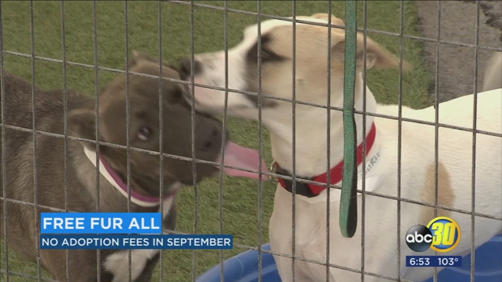 Fresno Humane Animal Services hosting "free fur all" adoption - ABC30 ...