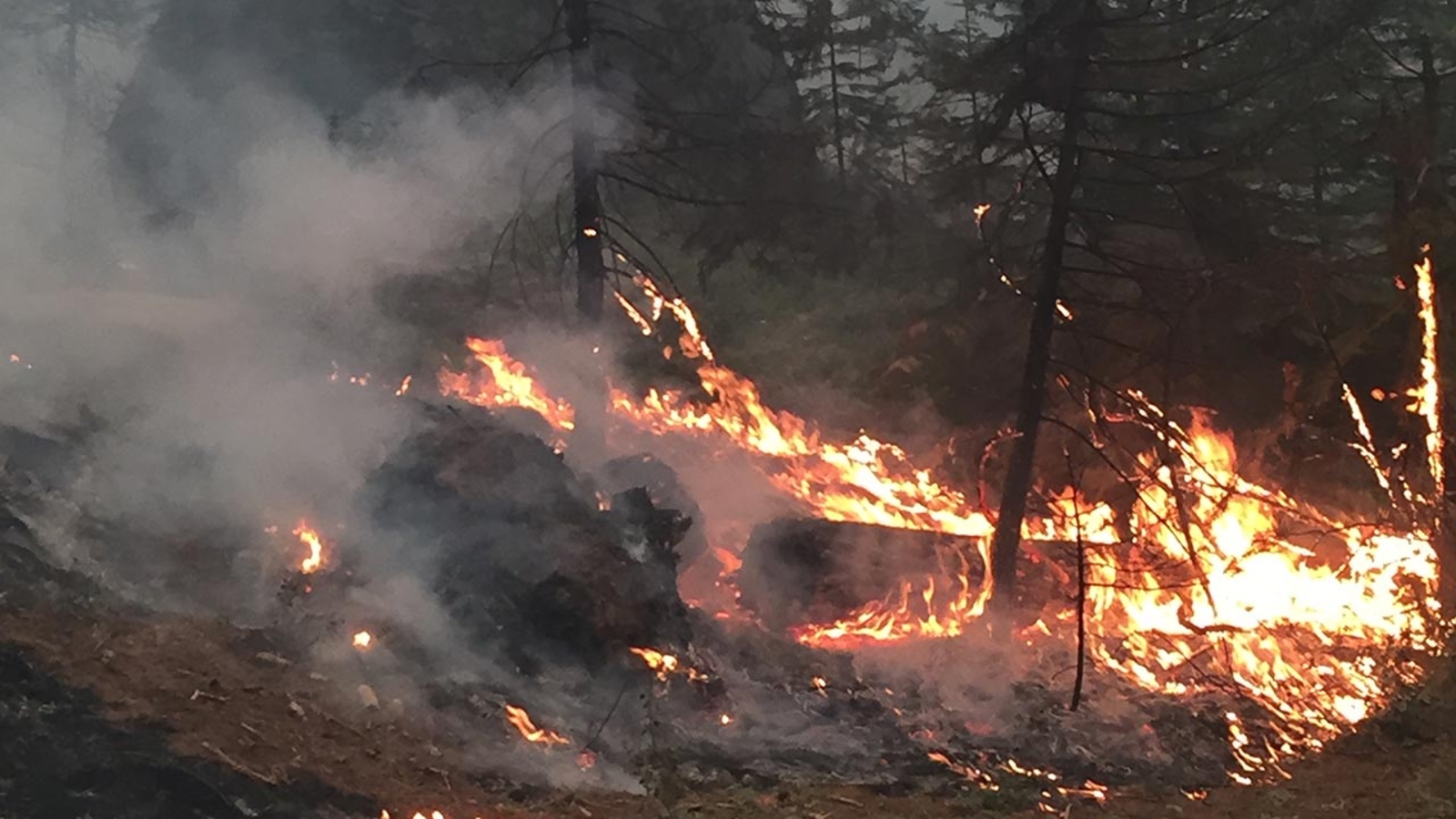 PHOTOS: Railroad Fire chars Giant Sequoias in Nelder Grove near ...
