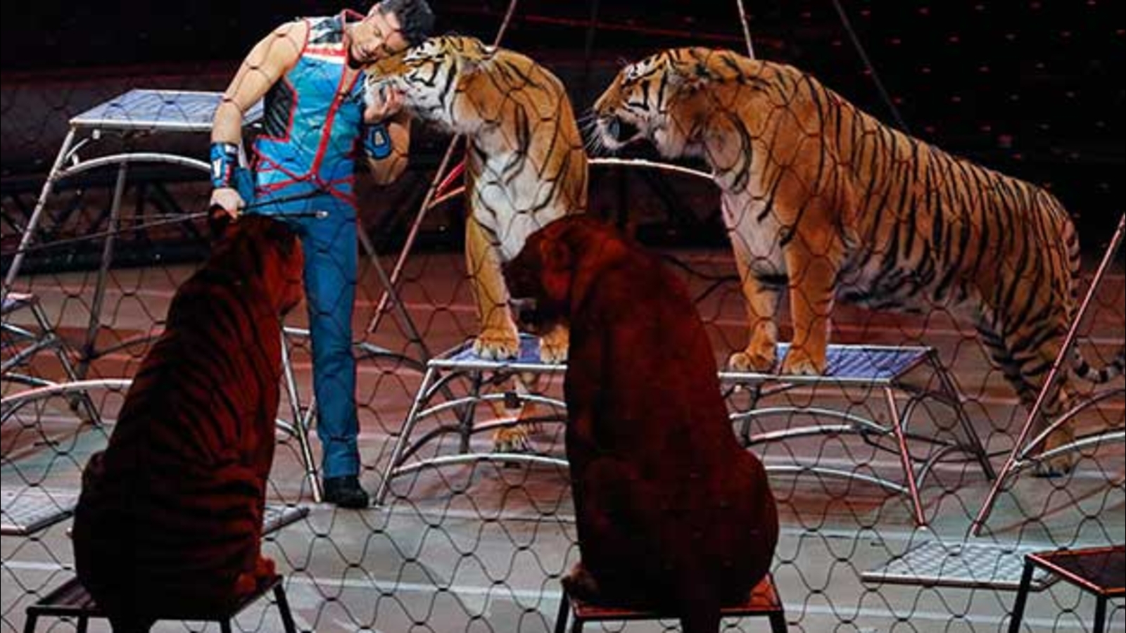 Police shoot and kill tiger that wandered on busy Georgia interstate ...