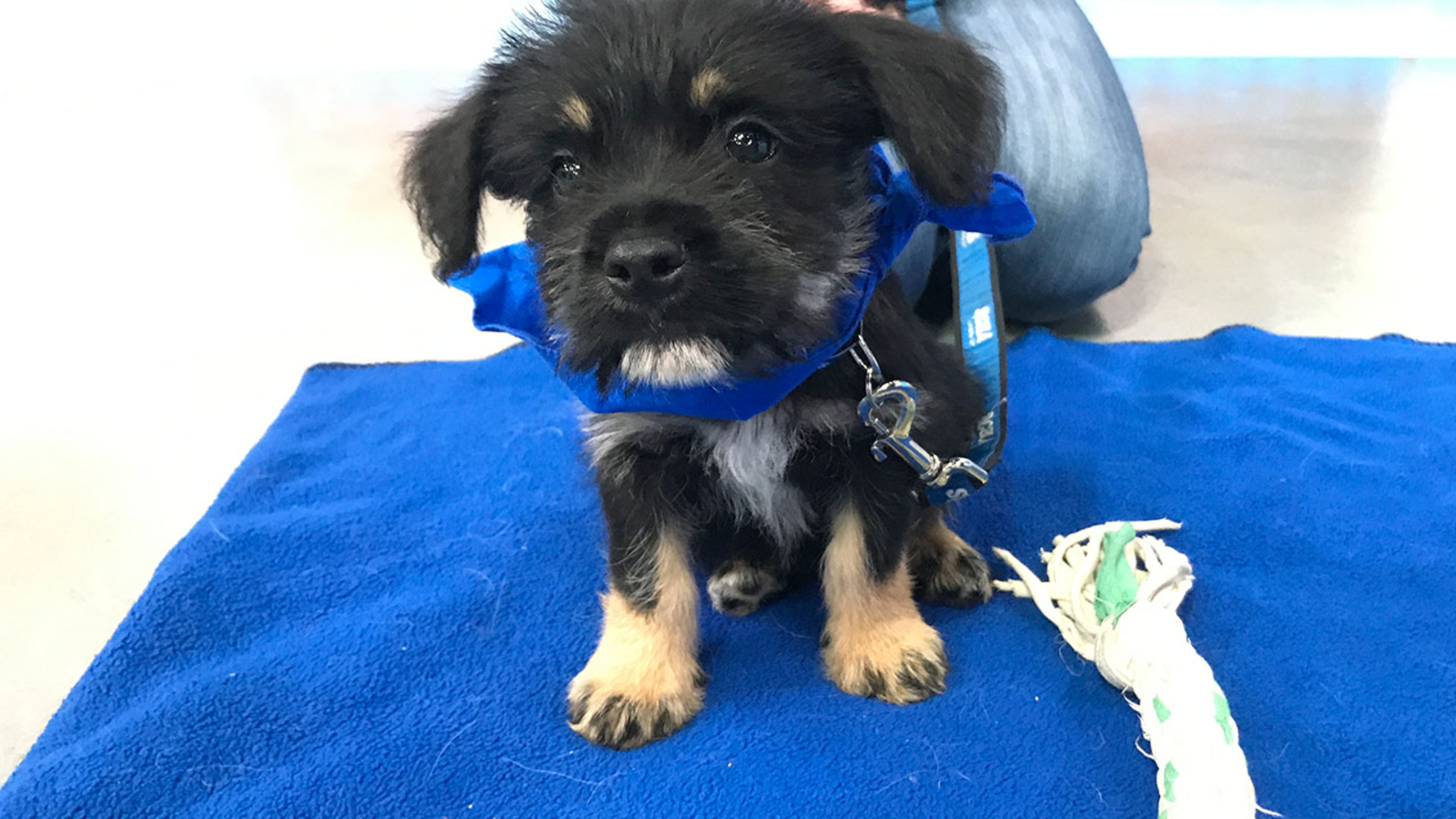 Pet of the Week: Terrier mix puppy named Smush - ABC7 Los Angeles