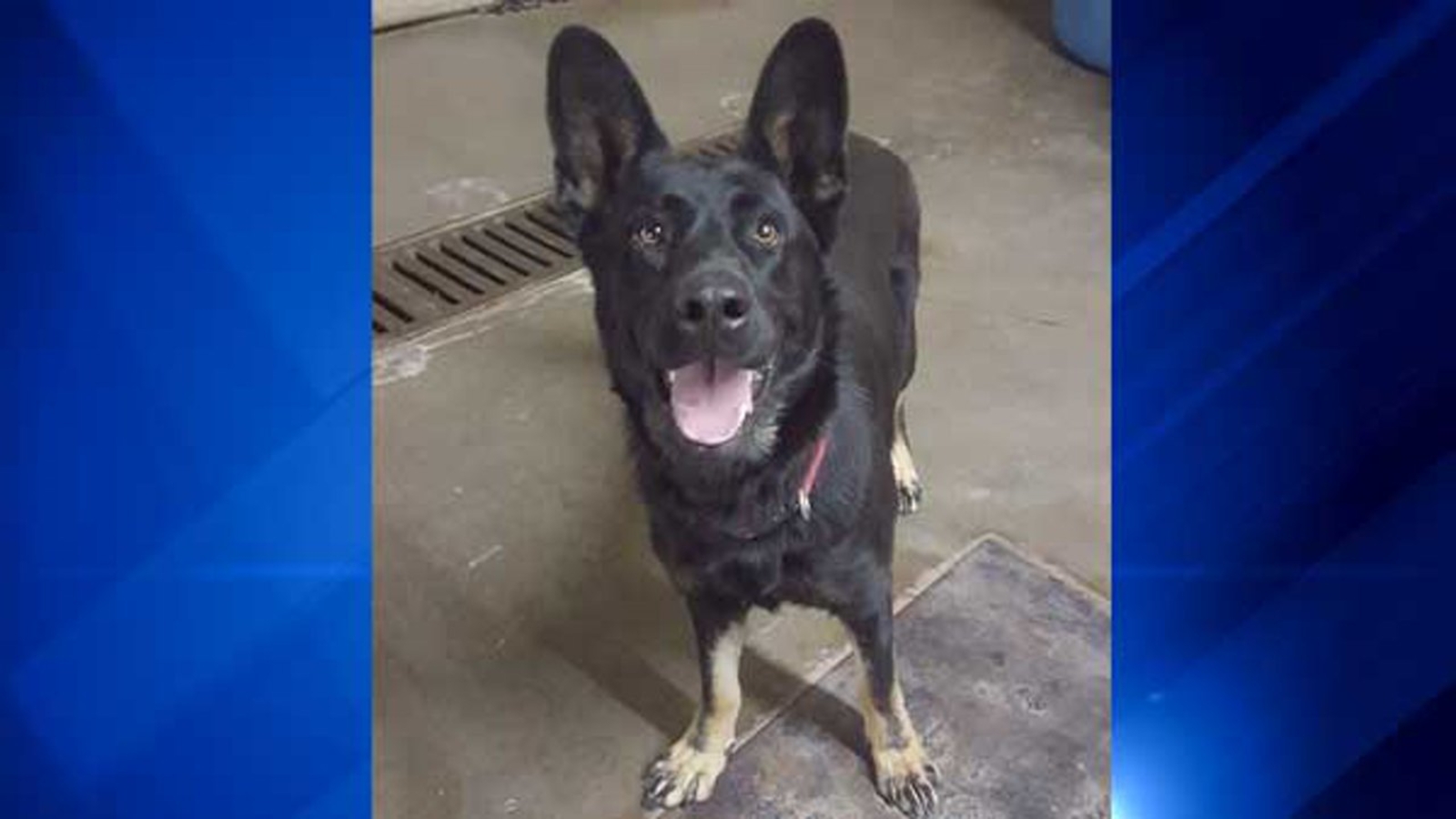 Dog found walking along I-65 in Hobart reunited with family, Indiana ...