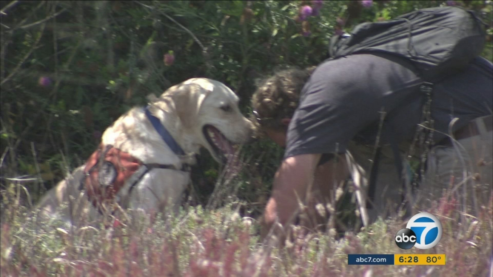 World's only ant-sniffing dog rooting out invasive species in ...