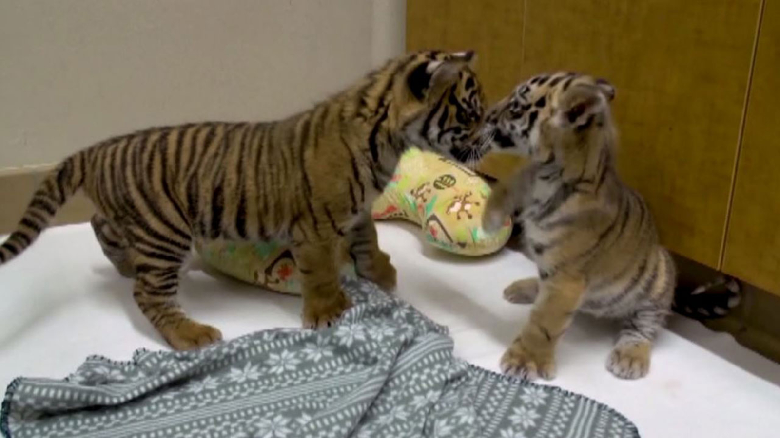 Instant friends! Two orphaned baby tigers brought together - ABC11 ...