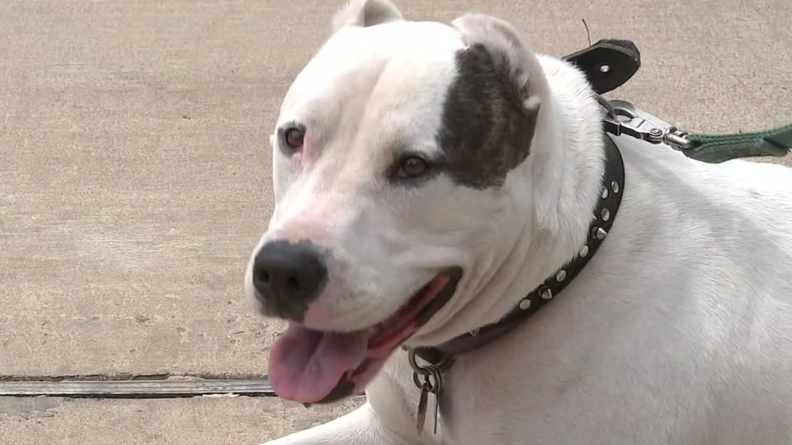 Lost service dog allegedly held for ransom - ABC13 Houston