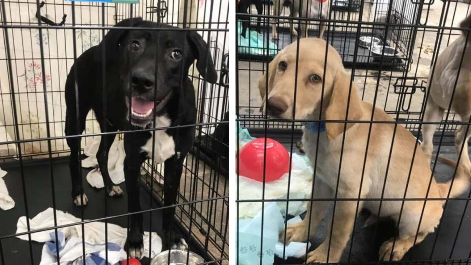 Non-profit rescues dogs after dozens drown at shelter - ABC13 Houston
