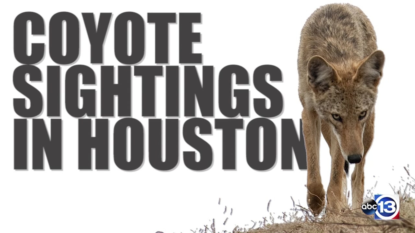 Map of coyote sightings in Houston - ABC13 Houston