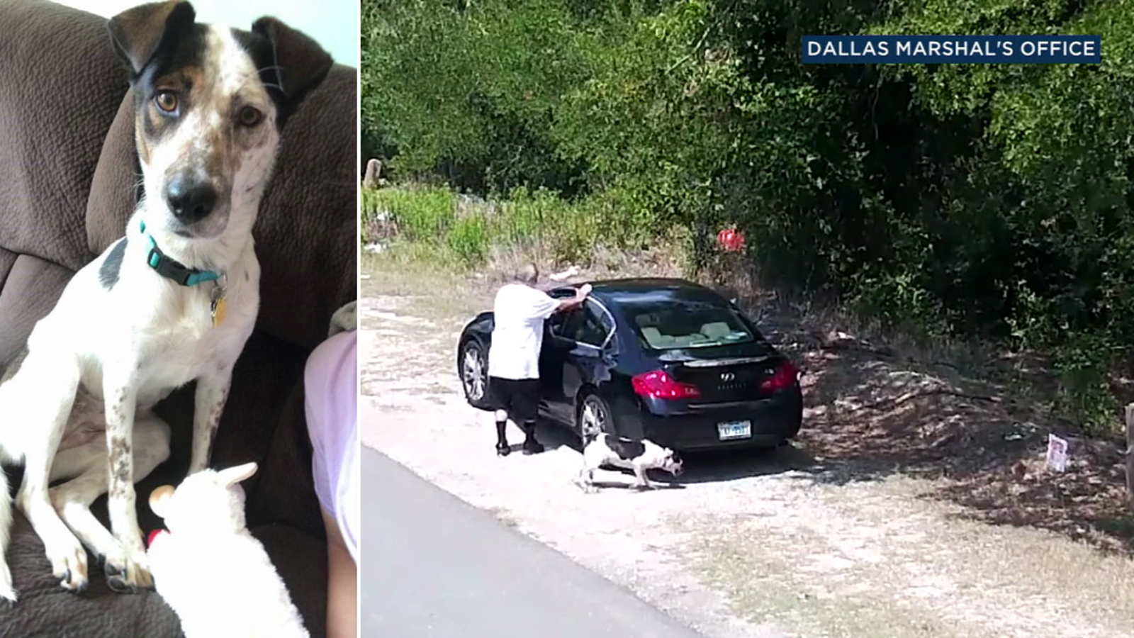 Traffic cam video shows man abandon dog on side of Texas road - ABC7 ...