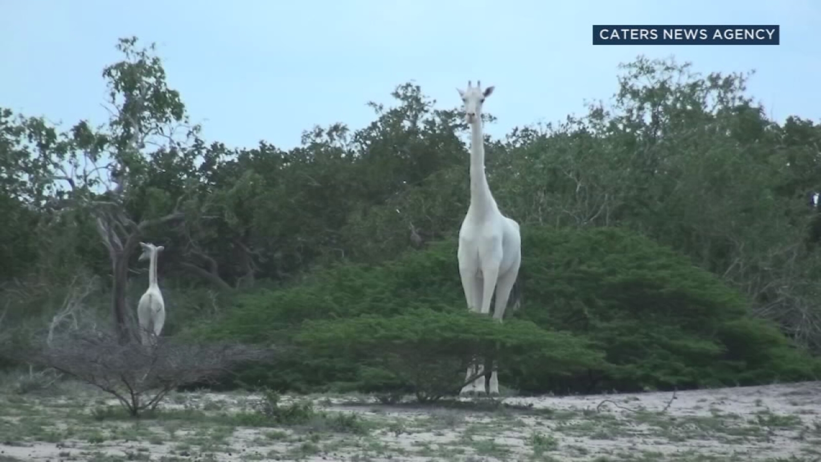 VIDEO: Extremely rare white giraffes spotted in Kenya - ABC7 Los Angeles