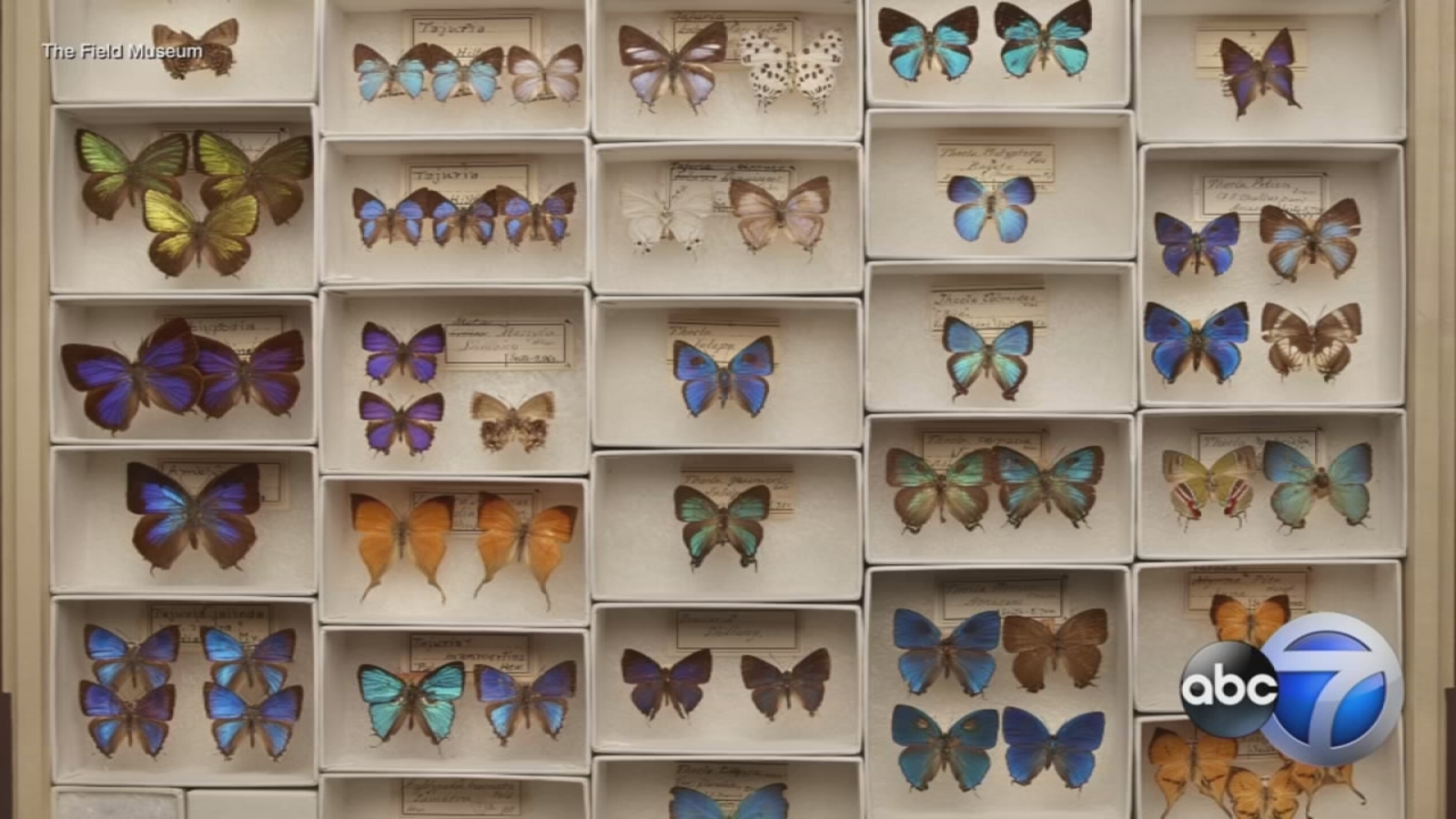 Field Museum's specimens come to life - ABC7 Chicago