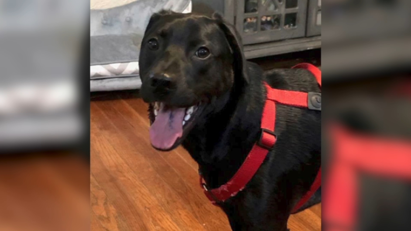 Family searches for missing dog after pet sitter through app Wag lost ...