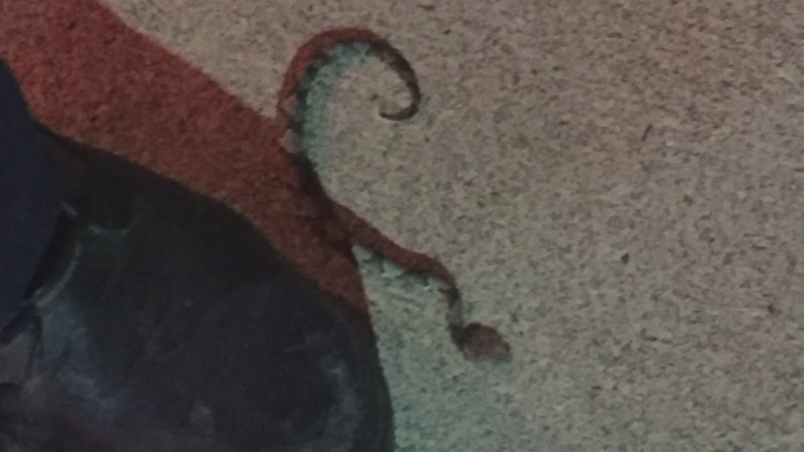 Woman bitten by snake while out to dinner at steakhouse - ABC7 Chicago