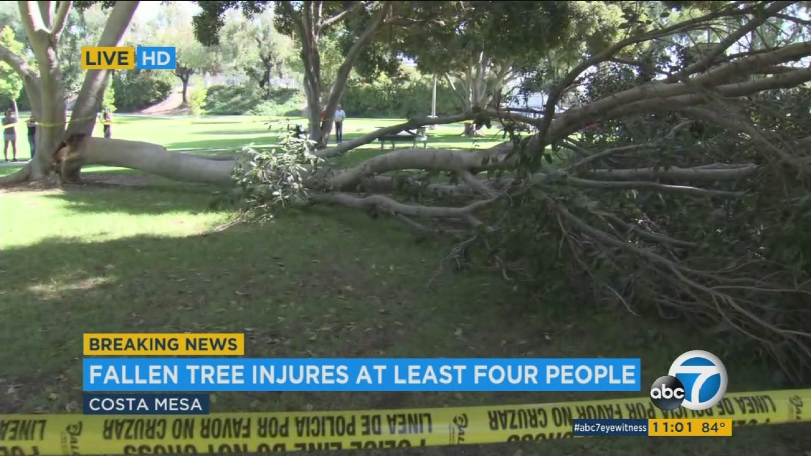 Large part of Costa Mesa tree falls on 4 seniors; victims not seriously ...