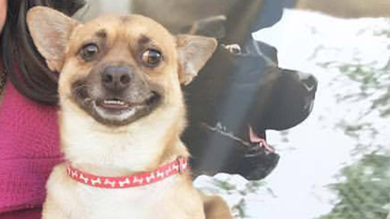 Fresno Humane's free adoption event is helping a lot of needy animals ...