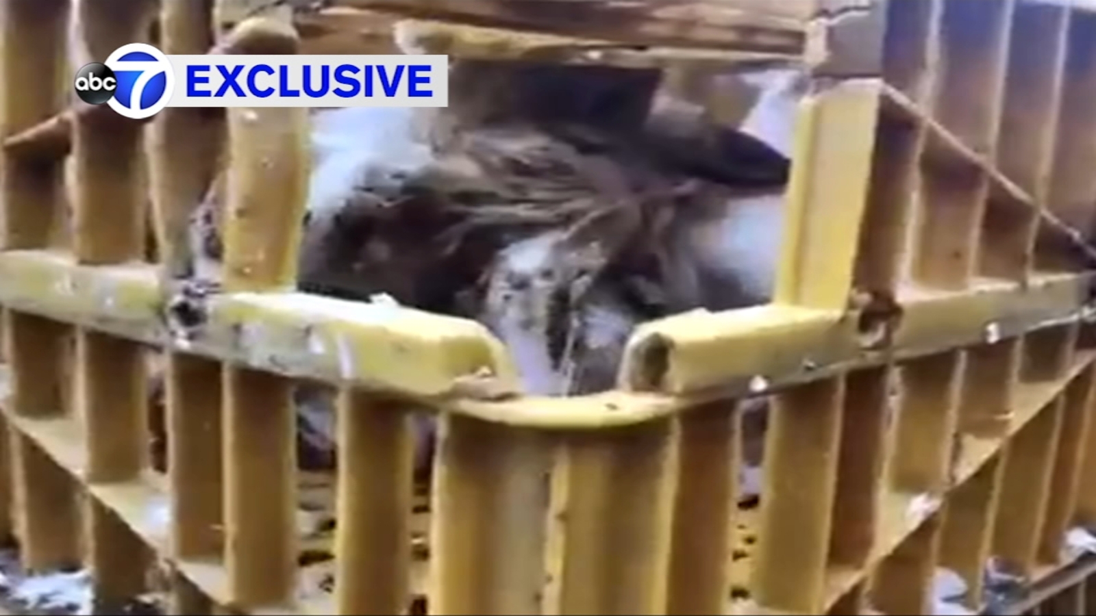 Exclusive: Video shows dead chickens in cages as part of Jewish ritual ...