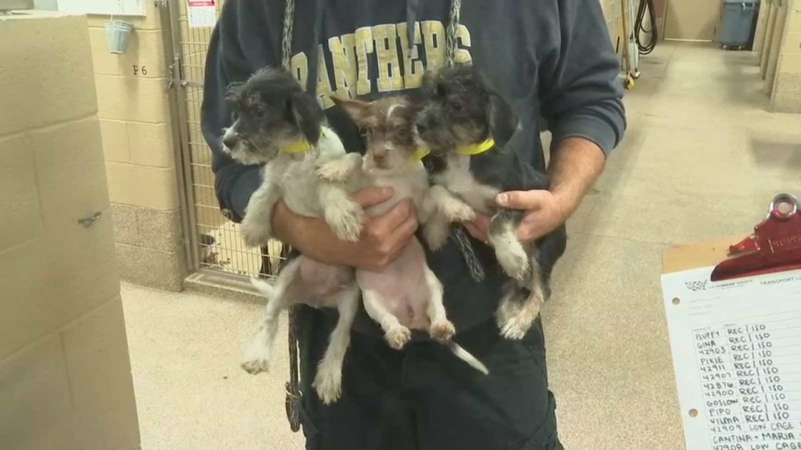 Dogs displaced by Hurricane Maria up for adoption - 6abc Philadelphia