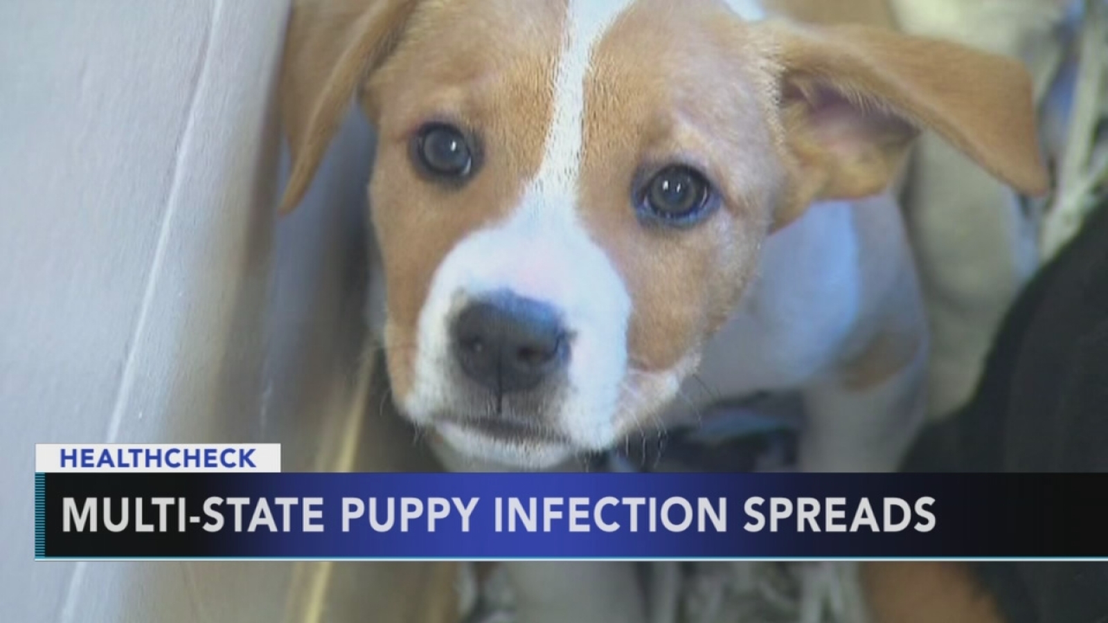 55 sickened in multi-state puppy-related infection - 6abc Philadelphia