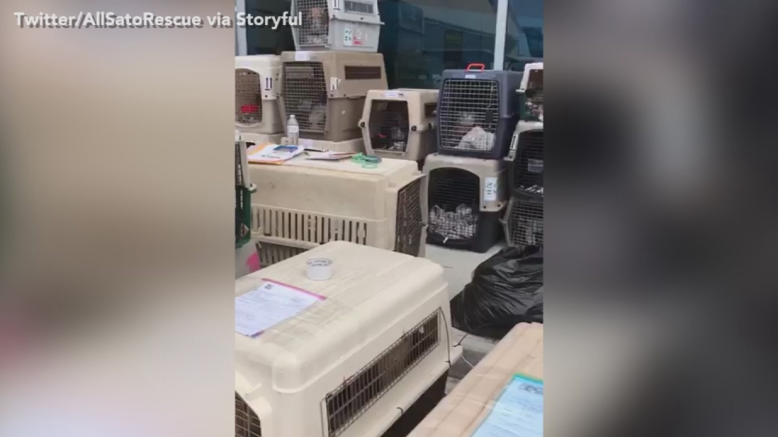 Puerto Rico animal rescue aims to bring hundreds of animals to mainland ...