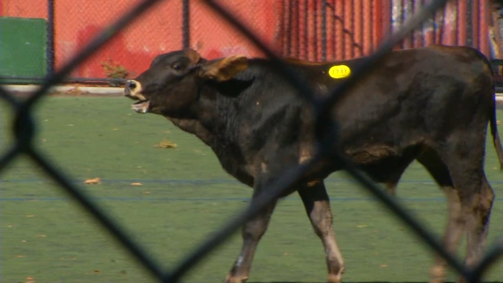Captured: Loose bull tranquilized after invading Prospect Park in ...