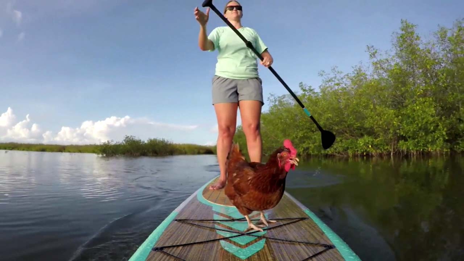 Pet chicken likes to paddle board in the Florida Keys - ABC7 Los Angeles