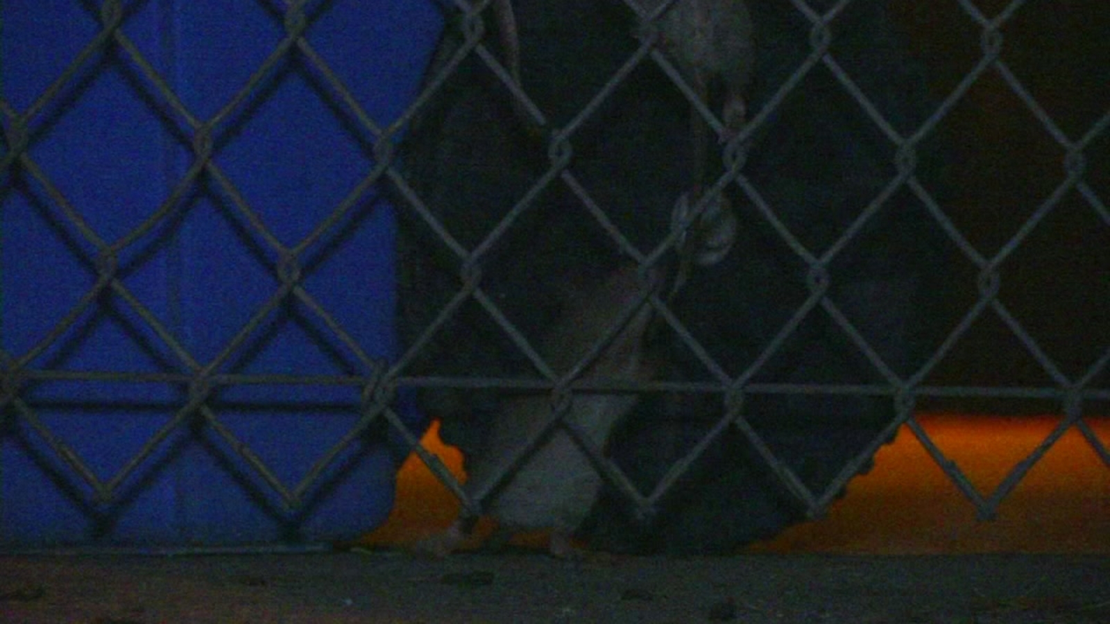 San Francisco, Oakland rank 4th on list of most rat-infested metro ...