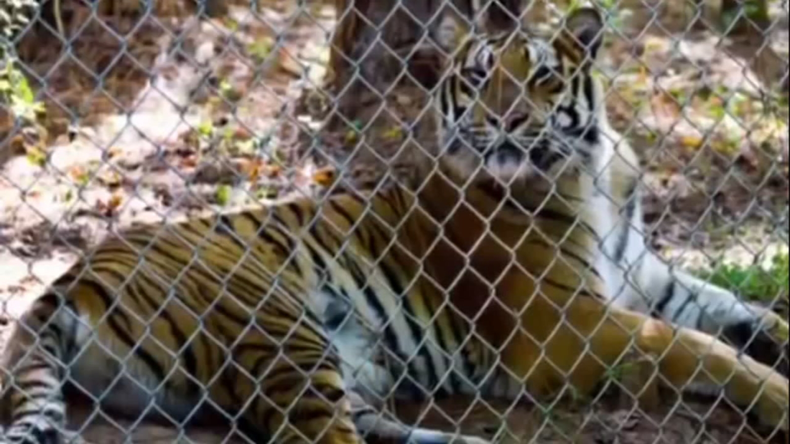 Lions and tigers...no bears...but still pretty cool: A visit to the ...