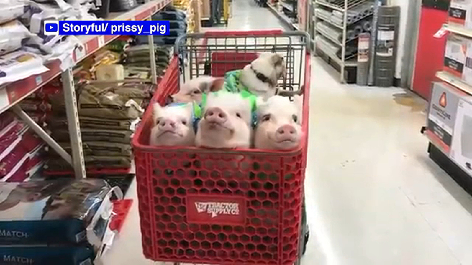VIDEO: Woman goes on shopping trip with four pigs and a pug - ABC7 New York