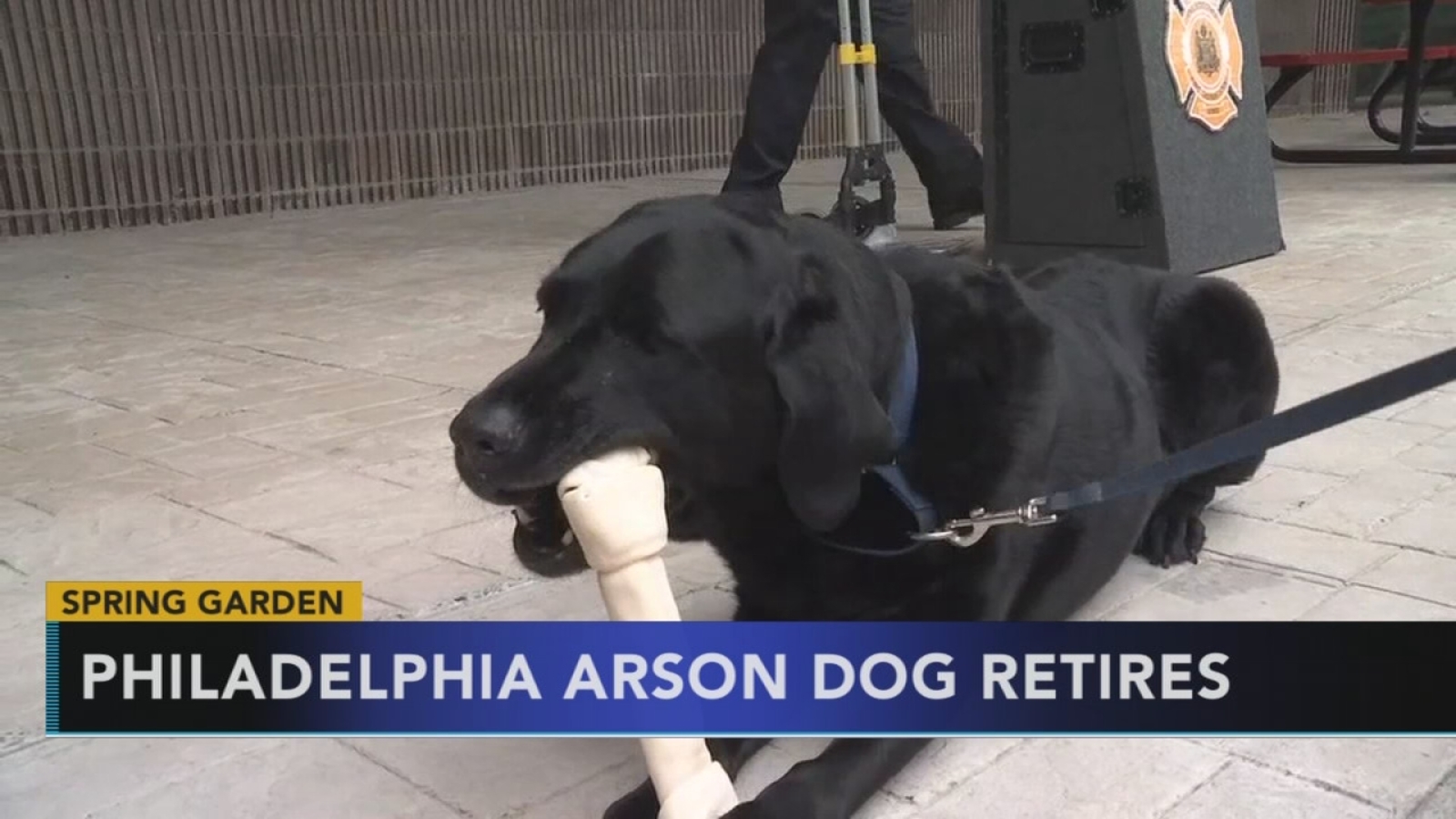 Arson dog retires from Philadelphia Fire Department - 6abc Philadelphia