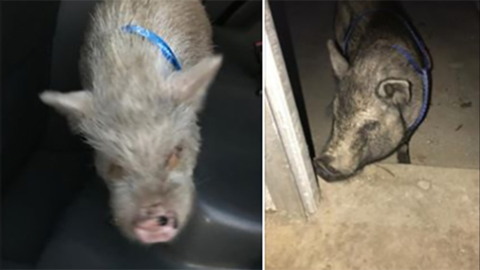 Pair of pigs found wandering in Elkins Park - 6abc Philadelphia