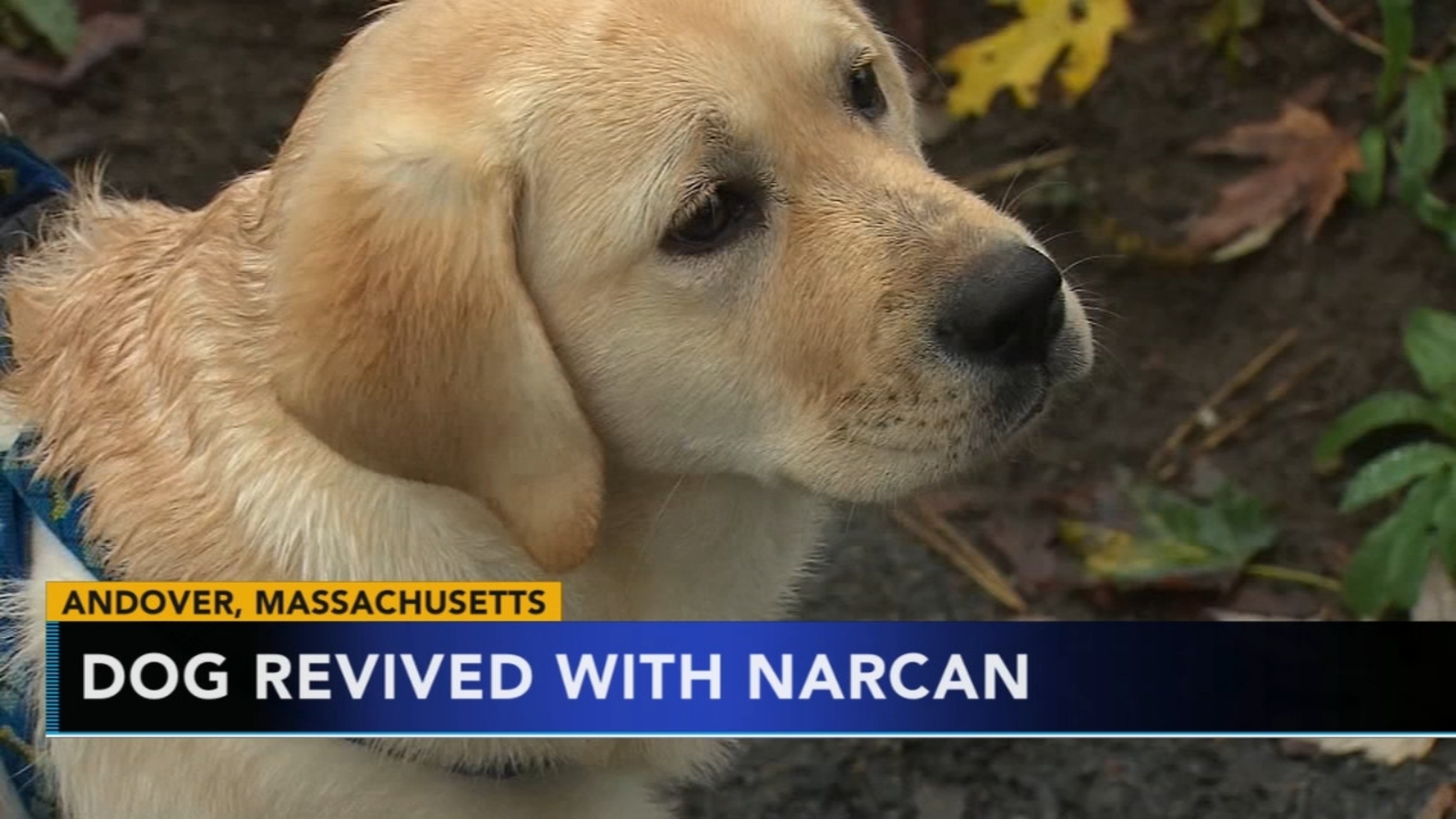 Puppy overdoses on opioid, revived by Narcan - ABC7 San Francisco