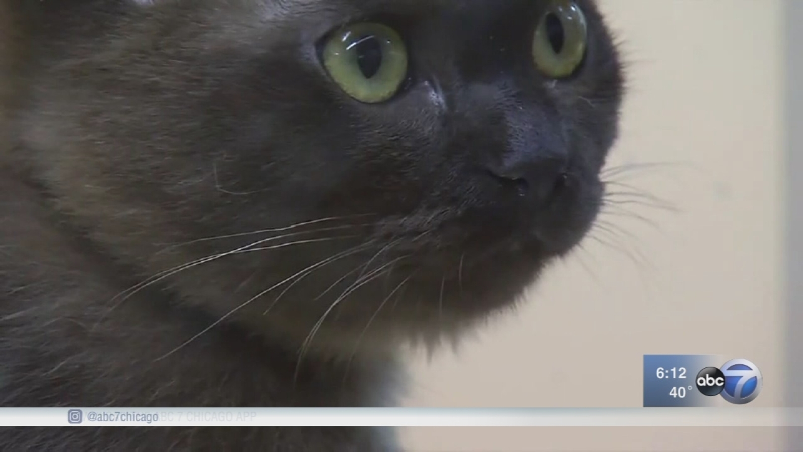 PAWS Chicago builds shelters to keep feral cats warm - ABC7 Chicago