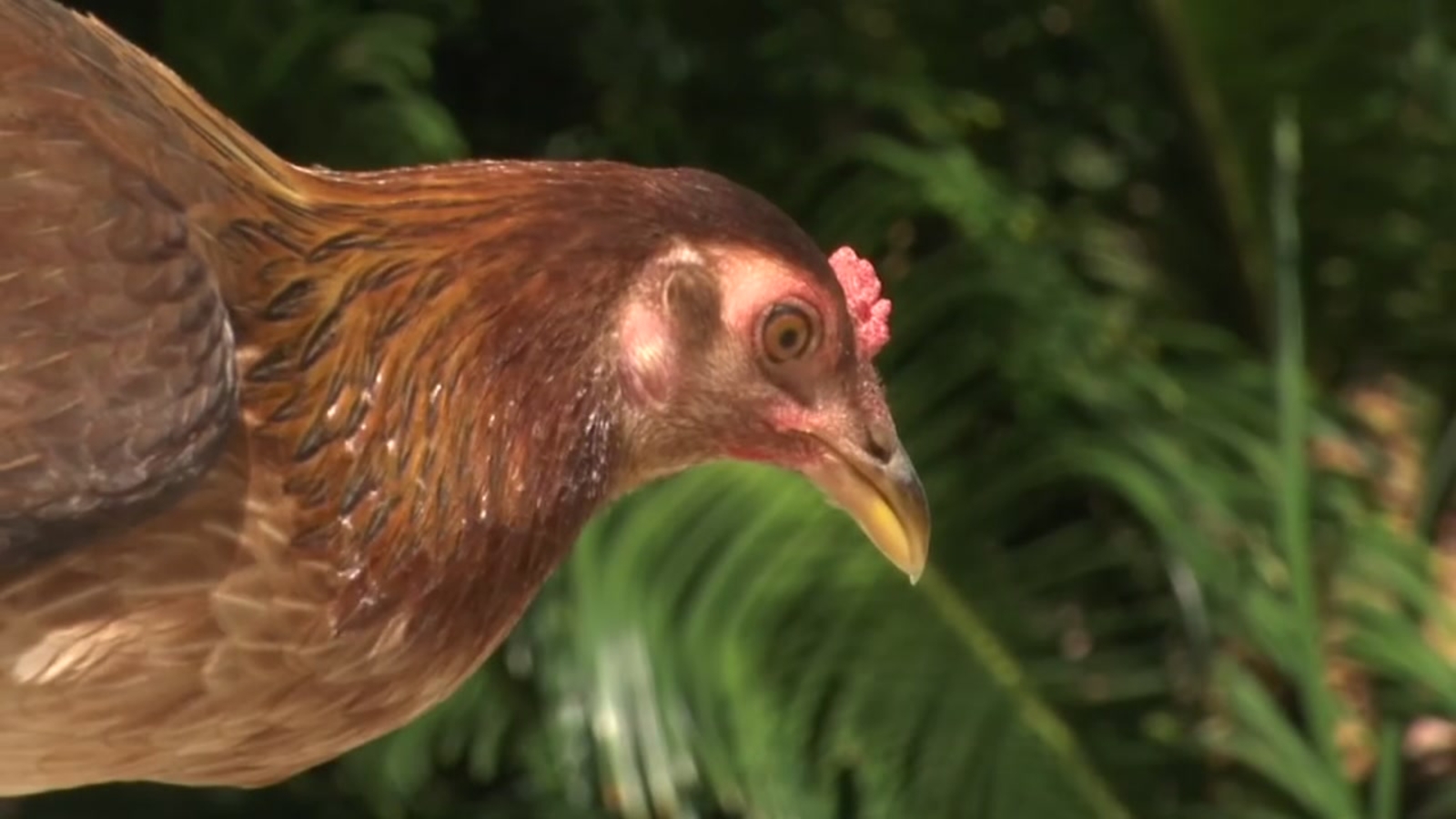 Meet the Houston Astros' rally chicken - ABC13 Houston