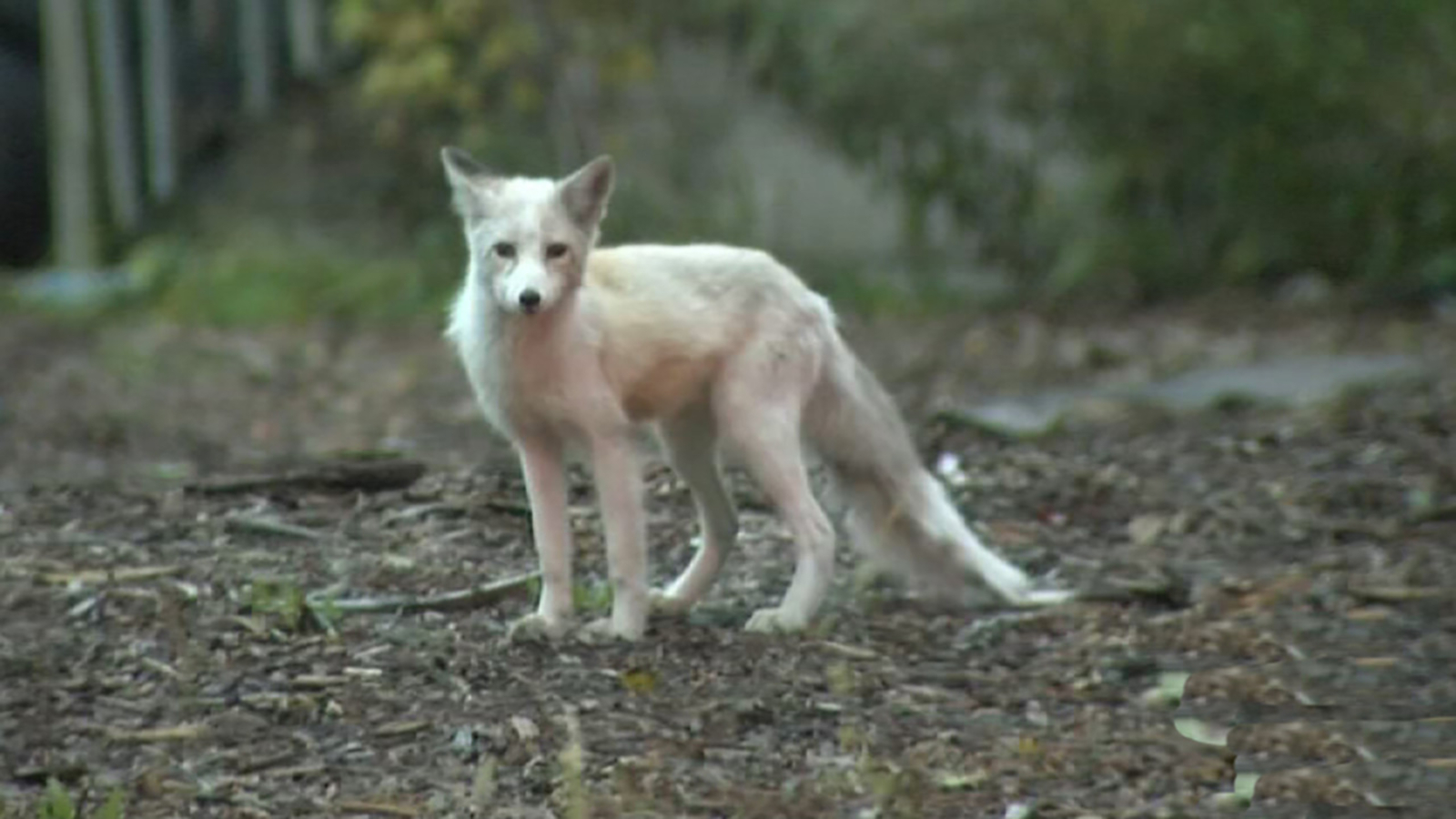 PHOTOS: Mysterious baby fox eludes Chicago animal control - ABC7 New York