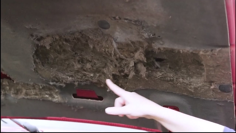 Rodent Damage To Car Wiring