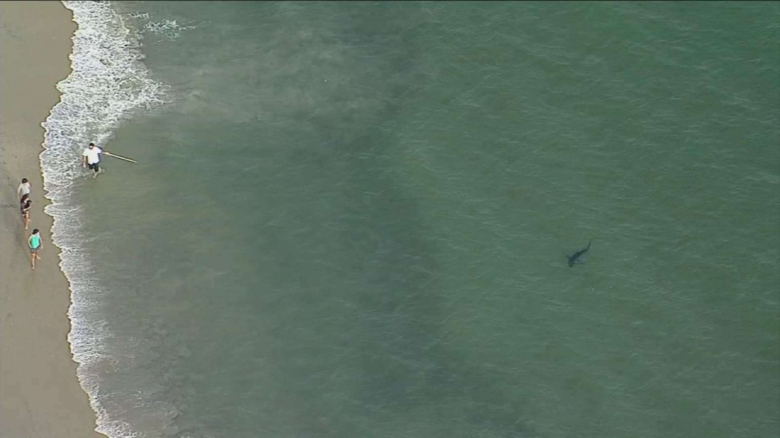 Long Beach shark lab runs out of money after increased sightings - ABC7 ...