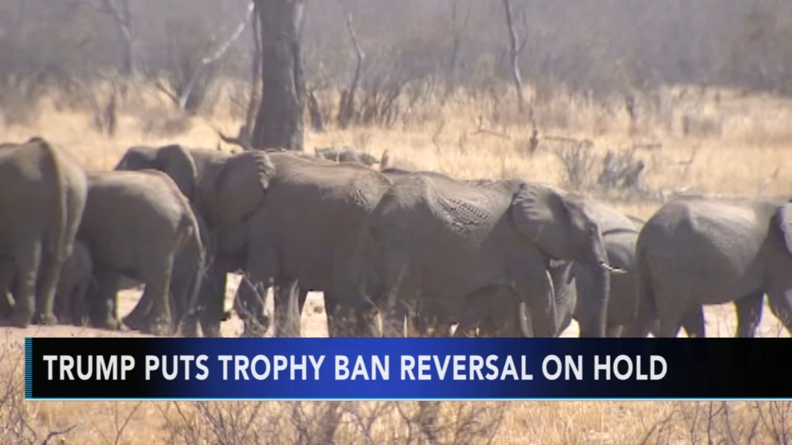 Trump delays new policy on importing elephant parts - 6abc Philadelphia