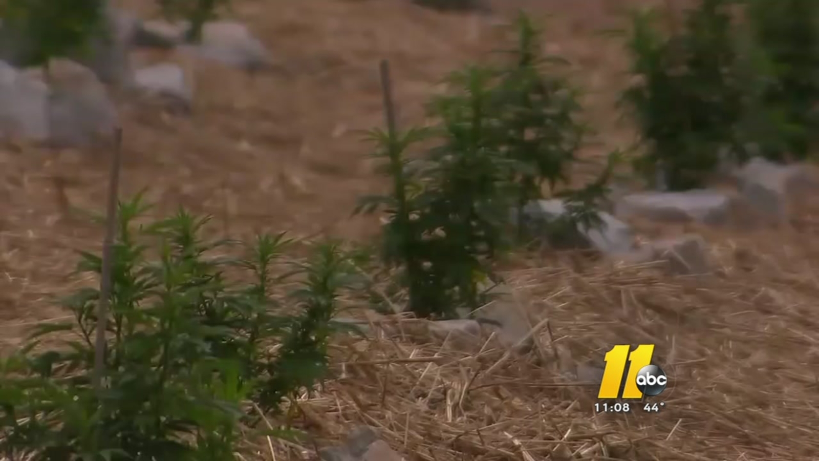 I-Team: Farmers still high on hemp after first-year struggles - ABC11 ...