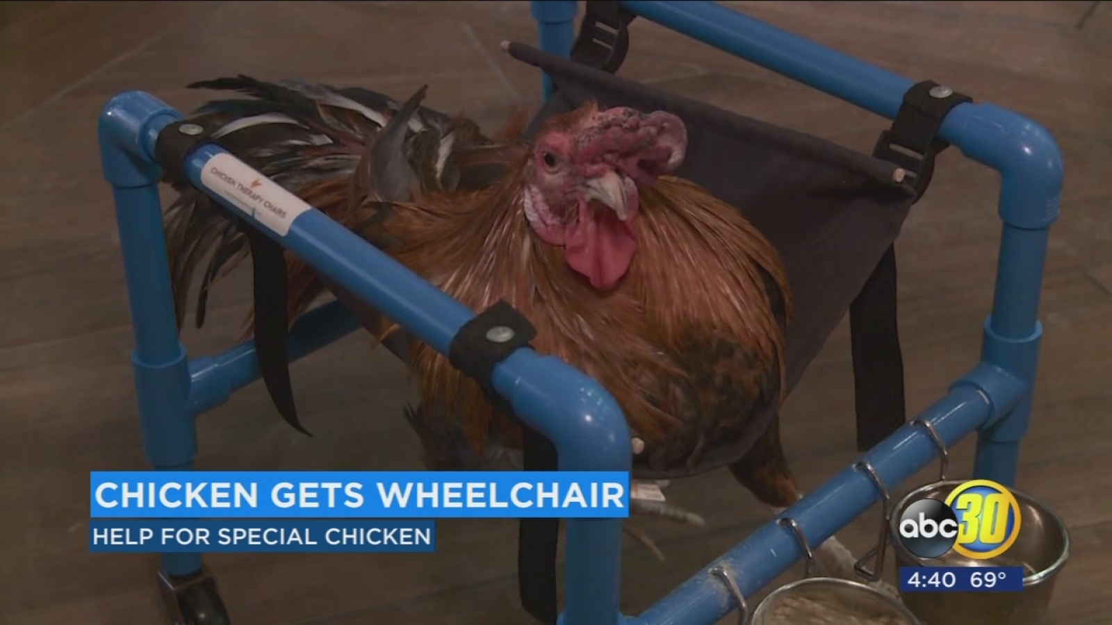 Rescue rooster using therapy wheelchair to learn to walk again - ABC30 ...