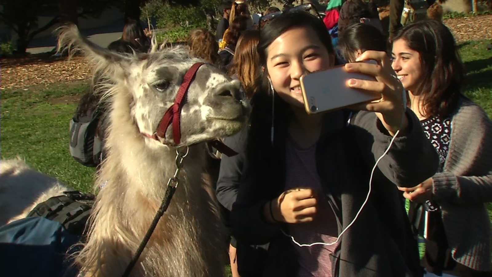 Llamas help UC Berkeley students de-stress ahead of finals - ABC7 New York