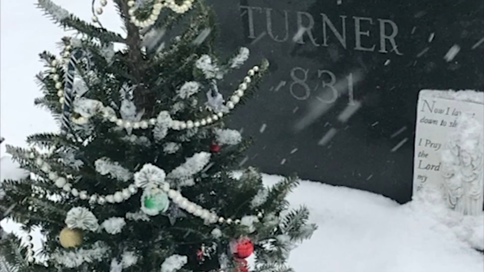 Evergreen tree planted by deceased child chopped down and stolen from ...