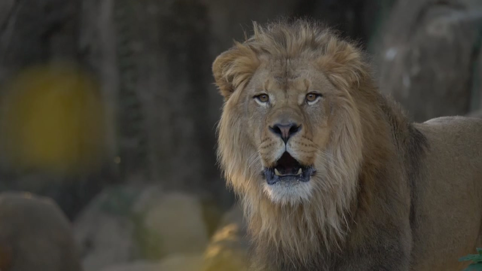 'Mane' attraction: Houston Zoo welcomes new lion 'Hasani' after passing ...