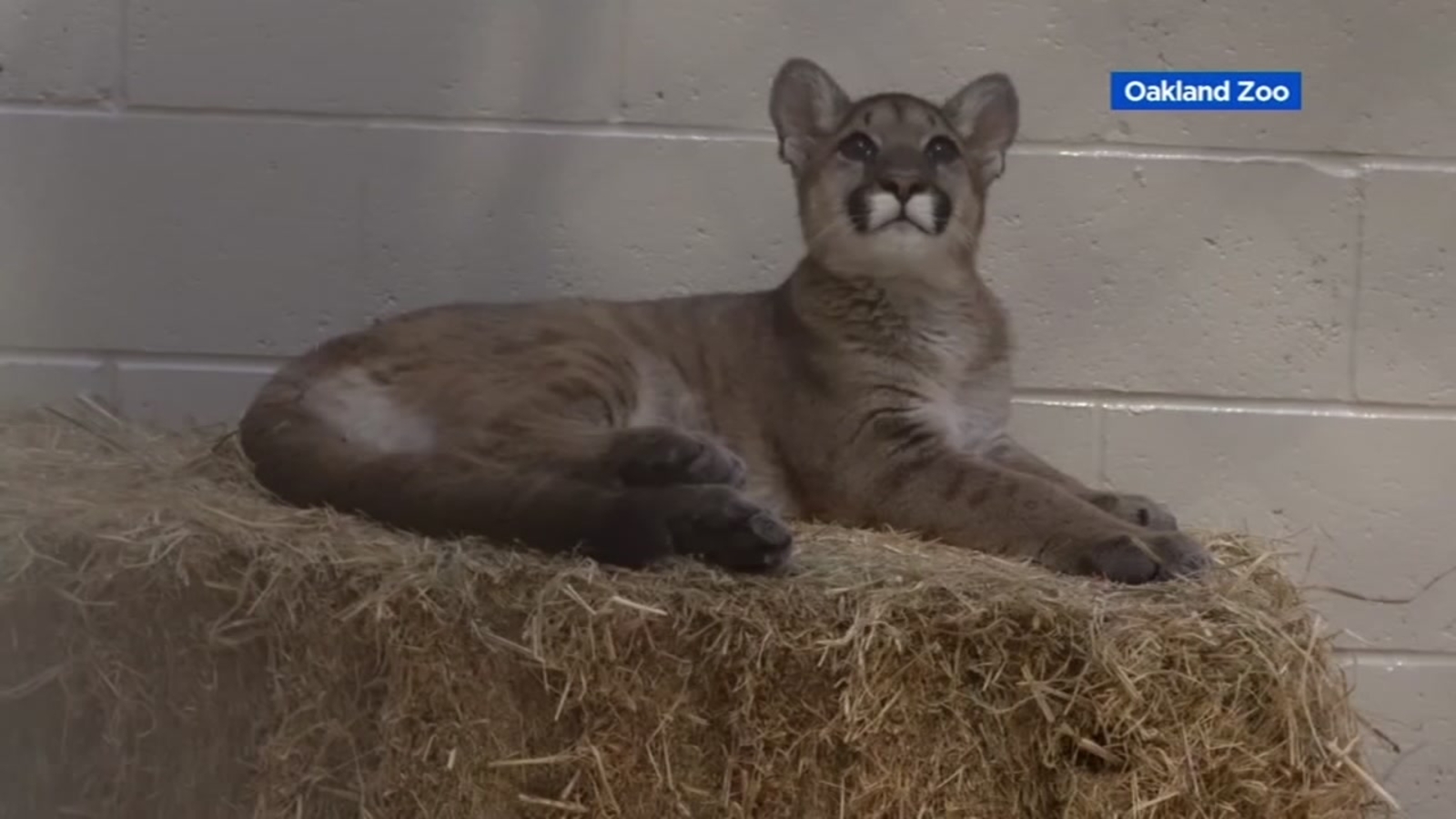 Oakland Zoo to complete one of world's largest Mountain Lion habitats ...