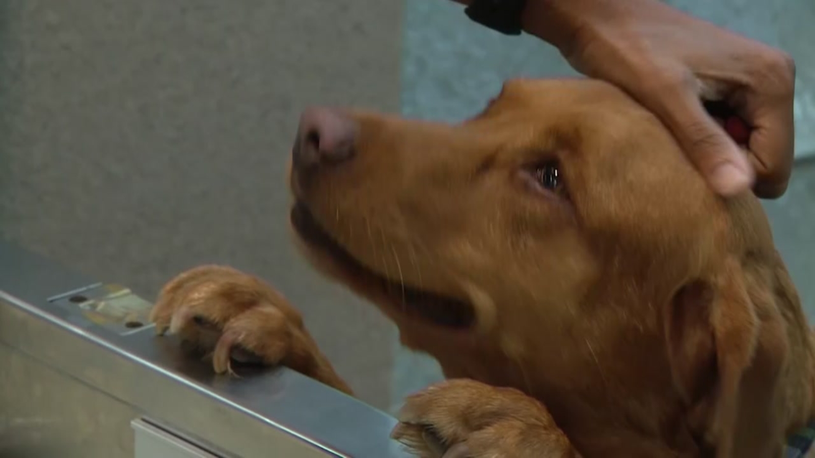 Dogs displaced by Hurricane Harvey need homes for the holidays - ABC13 ...