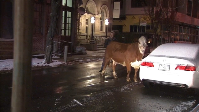 Cow captured after escaping nativity scene for second time - ABC7 New York