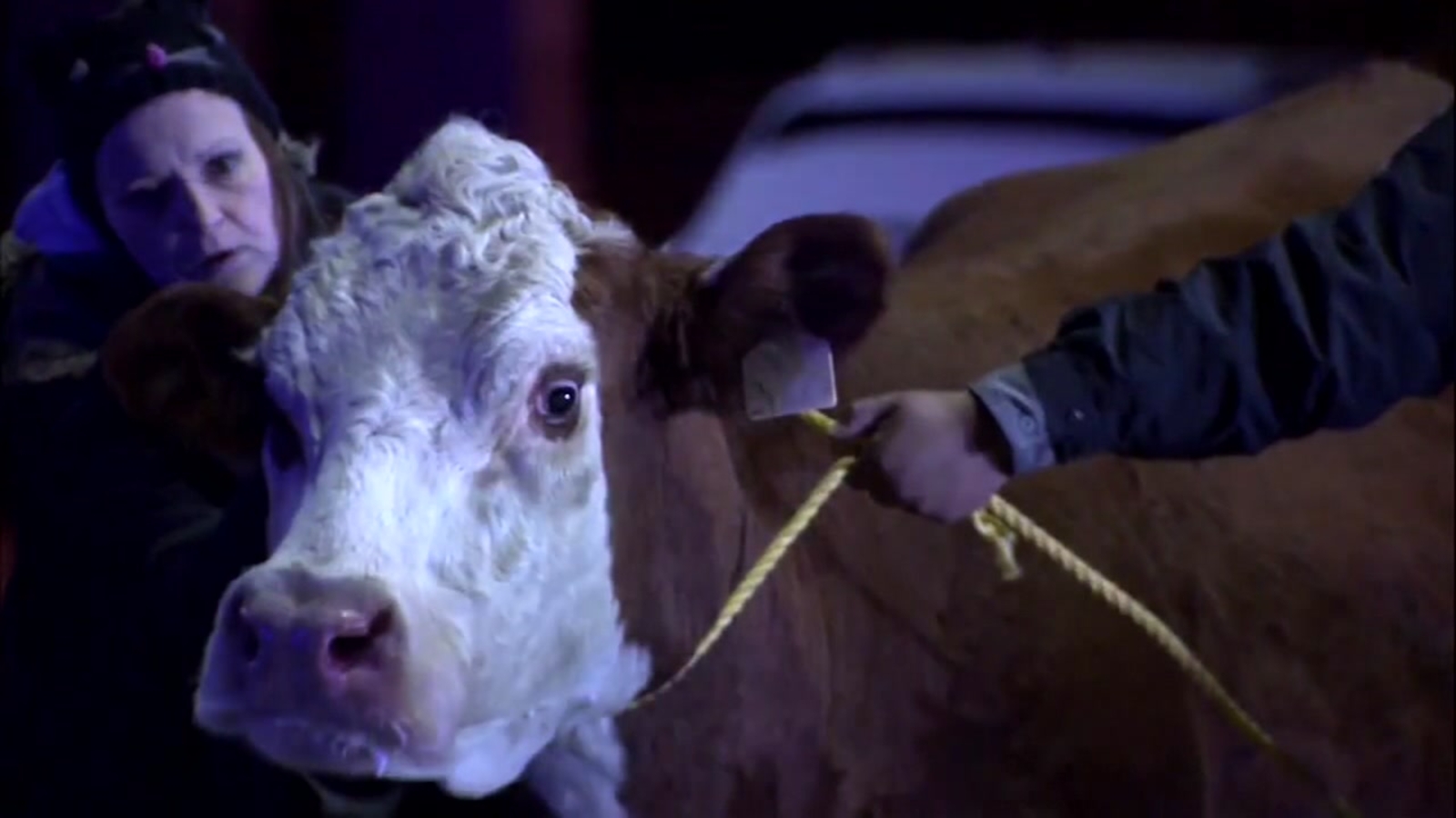 Loose cow corralled in parking garage after escaping a church nativity ...